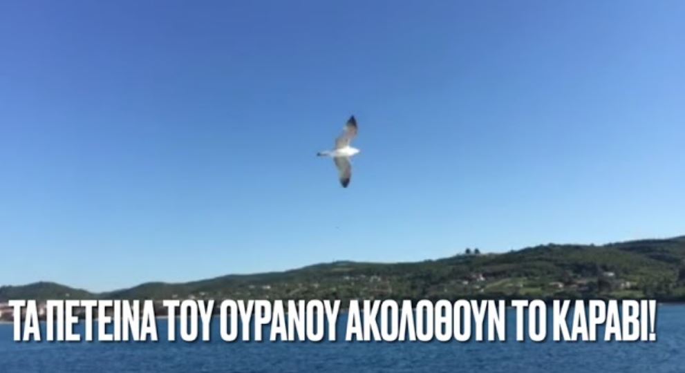 Φοβερό ! Οι γλάροι σαν … ΑΓΓΕΛΟΙ ακολουθούν το καράβι με τους ...